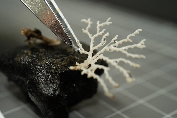 Our Partnerships | Moana Minerals